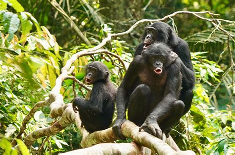 Bonobos Like Humans Cooperate With Unrelated Members Of Other Groups