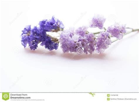 Bouquet Of Dried Statice Flowers Stock Image Image Of Flowersbouquet