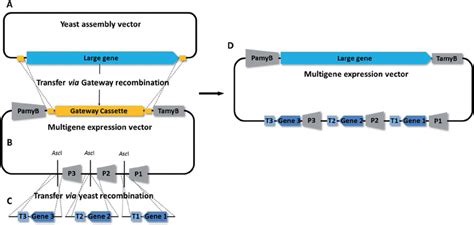 Illustration Of Multigene Pathway Reconstruction Using Homologous Download Scientific Diagram