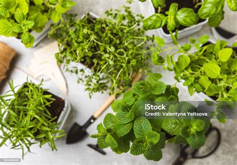 신선한 향기로운 허브가 담긴 화분 밝은 배경에 화분에서 자라는 모듬 신선한 허브 클로즈업 로즈마리 바질 민트 백리향 오레가노