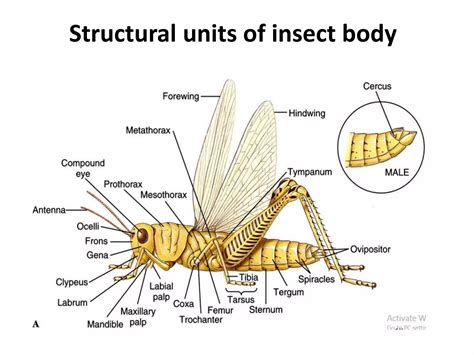 Terminologies Related To Insect Morphology Pptx