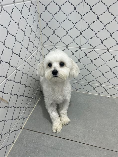 말티즈 우유 말티즈크기 말티푸크기 푸들크기 먼치킨크기 랙돌크기 브리티쉬숏헤어크기 스코티쉬폴드크기 러시안블루크기 강아지크기 고양이