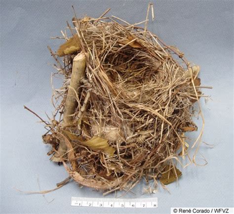 Cedar Waxwing Life History All About Birds Cornell Lab Of Ornithology