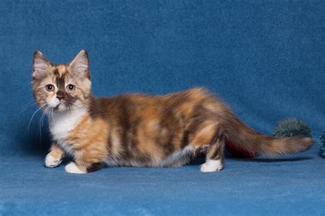 How To Take Care Of Maine Coon And Munchkin Cats Papular Magazine