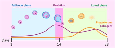 Luteal Phase Endometriosis At Benjamin King Blog