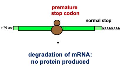 Lecture 22 Rna Degradation And Quality Control Flashcards Quizlet
