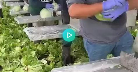 Lettuce Album On Imgur
