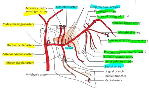 Maxillary Artery Branches 5 Vascular Abnormalities Radiology Key