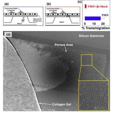 Neutrophils Migrate Uninhibited In The Interstitial Space In The