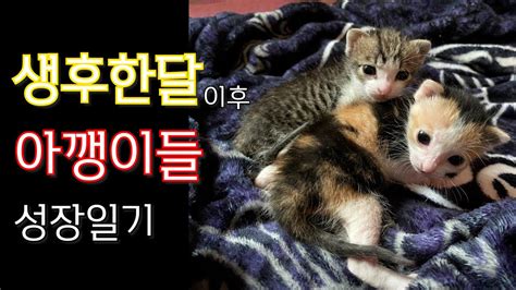 아깽이들 생후 한달이후 Feat 옥꼬순 코숏 고등어 삼색이 Youtube