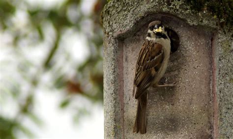 How To Attract Birds To A Nest Box Guide