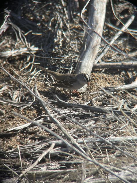 White Crowned Sparrow From Tucson Az Us On January 12 2024 At 1255