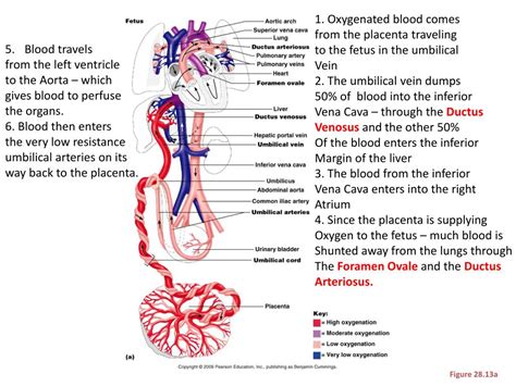 Flow Chart Fetal Circulation Diagram File Fetal Circulation