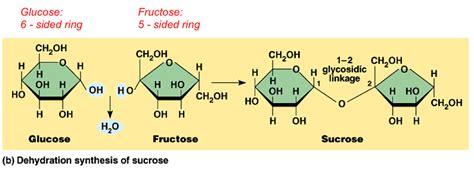 Dehydration Synthesis Glucose