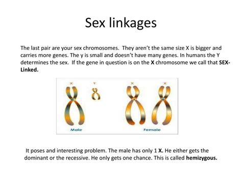 ppt crossing over linkages sex linkages powerpoint presentation free