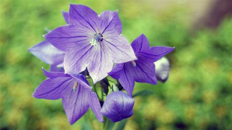 무료 이미지 꽃잎 식물학 플로라 야생화 매크로 사진 꽃 피는 식물 도라지 가족 Harebell 식물 줄기