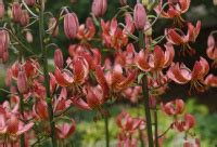 Купить тигровые лилии - луковицы с доставкой по Москве и России почтой.