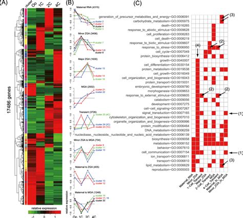 Temporal Gene Expression Patterns And Their Functional Associations