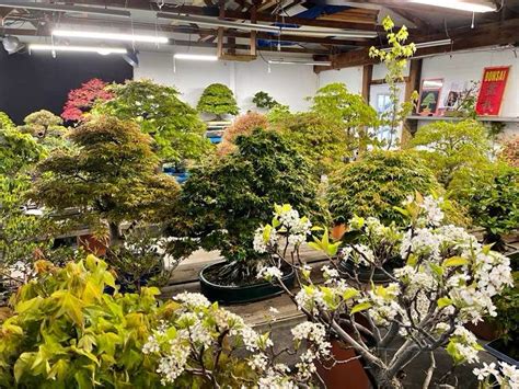 2021年17月 第七届美国全国盆景展 Penjing8盆景吧