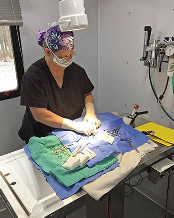 Sorting The Science On Spay And Neuter Surgeries Veterinary Medicine