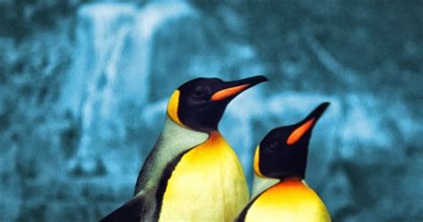 Batch Resize Images Using The Command Line In Linux Rlinux