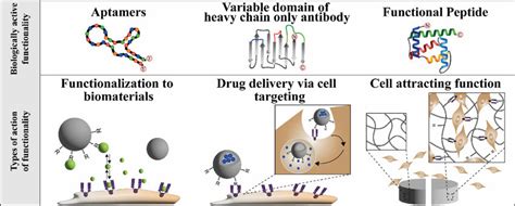 Schematic Overview Of The Biological Functionalities Discussed In This