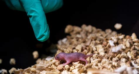 Gene Editing Creates Mice With No Mom