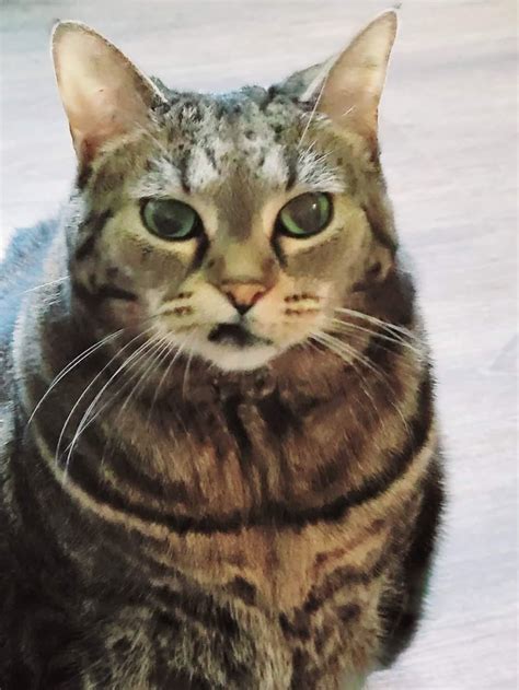 My Girlfriends Cat Hates Me Rcats