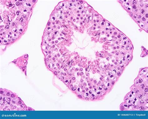 Histology Of Testis Human Tissue Stock Image Image Of Gland Research