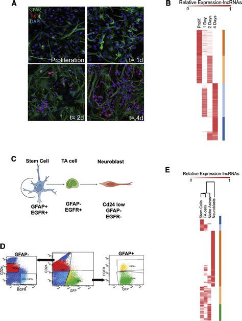 Integration Of Genome Wide Approaches Identifies Lncrnas Of Adult