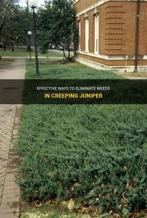 Effective Ways To Eliminate Weeds In Creeping Juniper Shuncy
