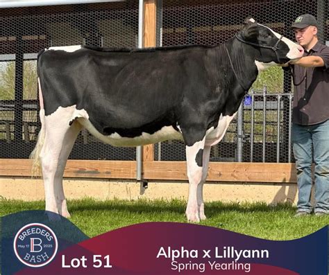 Breeders Lot 51 Spring Yearling Alpha X Hurcroft Awe Lillyann Red Ex 96 2e 1st Aged Cow And