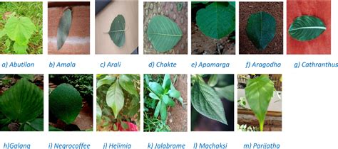Figure 1 From Hybnet A Hybrid Deep Models For Medicinal Plant Species Identification Semantic
