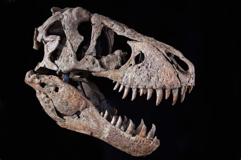 Tyrannosaurus Rex Fossil In Ground
