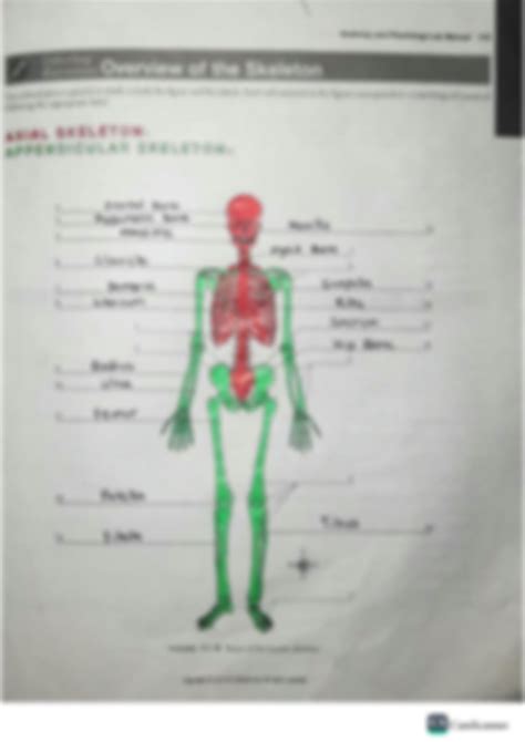 SOLUTION Anatomy And Physiology Overview Of The Skeleton Lab Report Studypool