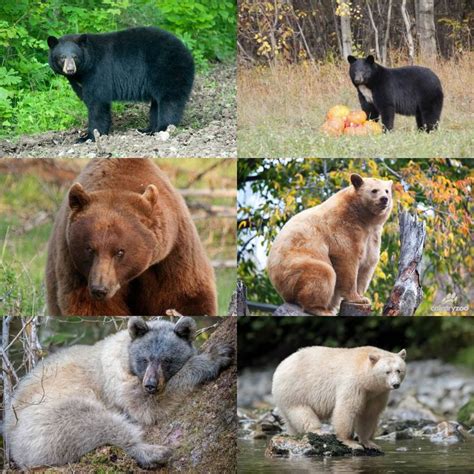 10 Mind Blowing Things You Didnt Know About American Black Bears—and