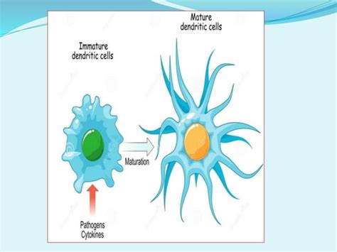 Cells Of The Immune System PPTX