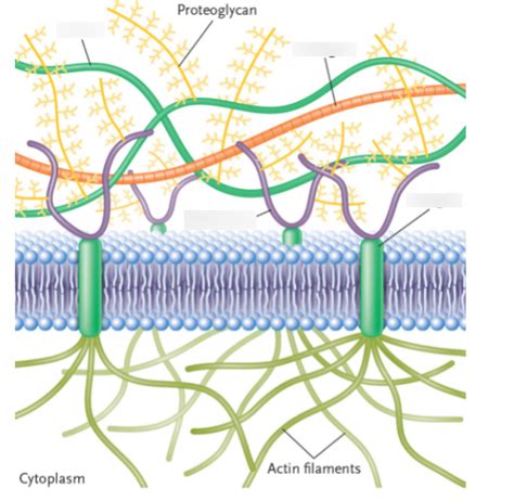 Intracellular And Extracellular Protein Diagram Quizlet
