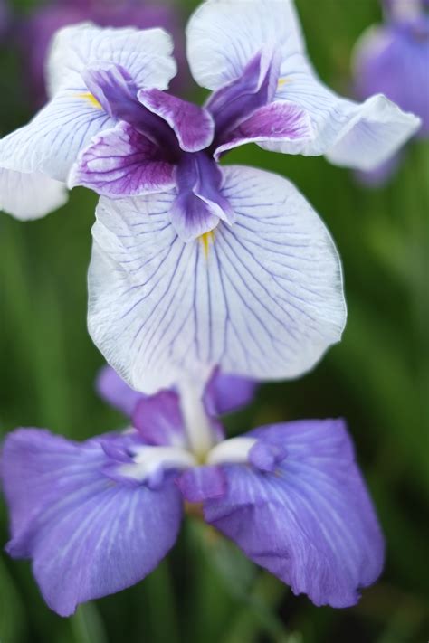 배경 화면 일본 도쿄 후지 필름 아이리스 Jp 눈 플로라 꽃잎 후진 호리 키리 Xpro1