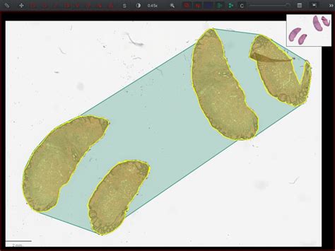 qupath script command to draw polygon annotation from points image