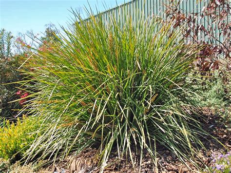 Lomandra Lonolia ‘fine N Dandy Gardening With Angus