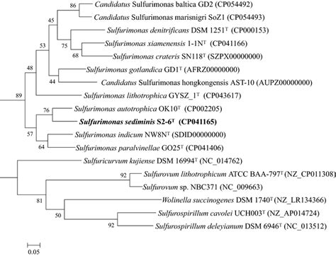 Phylogenetic Tree Inferred Using Ubcgs Showing The Position Of Download Scientific Diagram