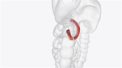 Page 5 Colonoscopy Images Free Download On Freepik