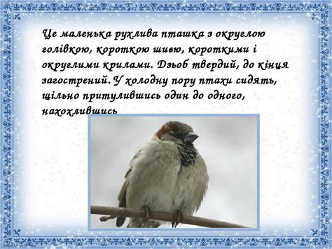 Цікаво про птахів