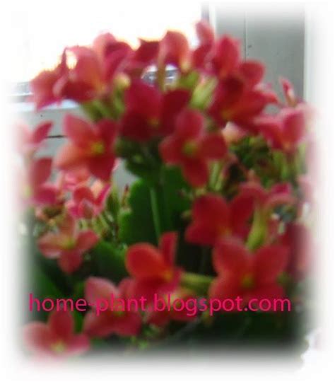 Комнатные растения Каланхоэ Блоссфельда уход и цветение