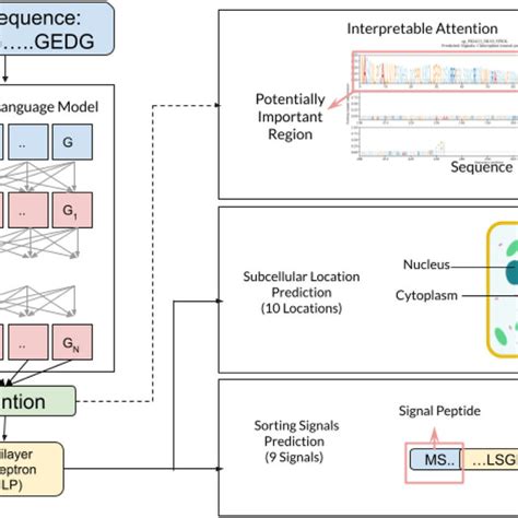 Pdf Deeploc 20 Multi Label Subcellular Localization Prediction Using Protein Language Models