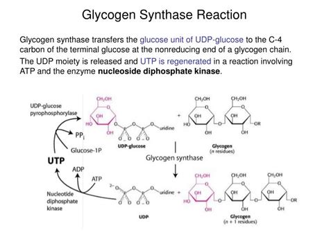 Ppt Carbohydrate Metabolism 2 Glycogen Degradation Glycogen Synthesis Reciprocal Regulation