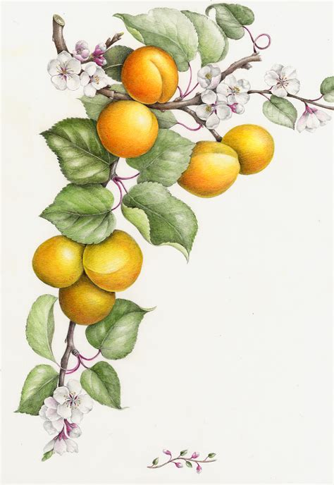 Fruit Tree Drawing At PaintingValley Com Explore Collection Of Fruit Tree Drawing