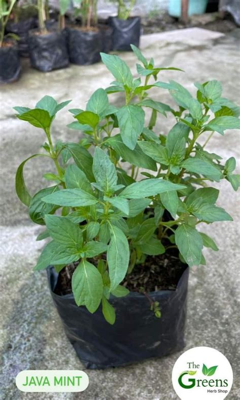 Java Mint Furniture And Home Living Gardening Plants And Seeds On Carousell