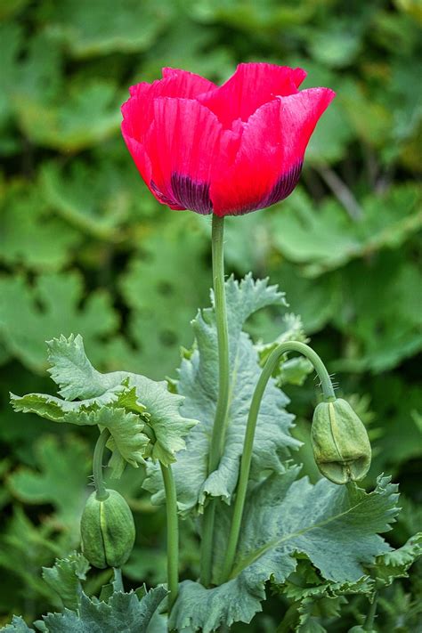 양귀비 옥수수 자연 Pixabay의 무료 사진 Pixabay 양귀비 옥수수 자연 Pixabay의 무료 사진 Pixabay